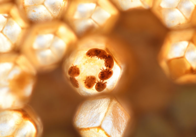 Controlling varroa infestation remains a priority in spring ! - Veto ...