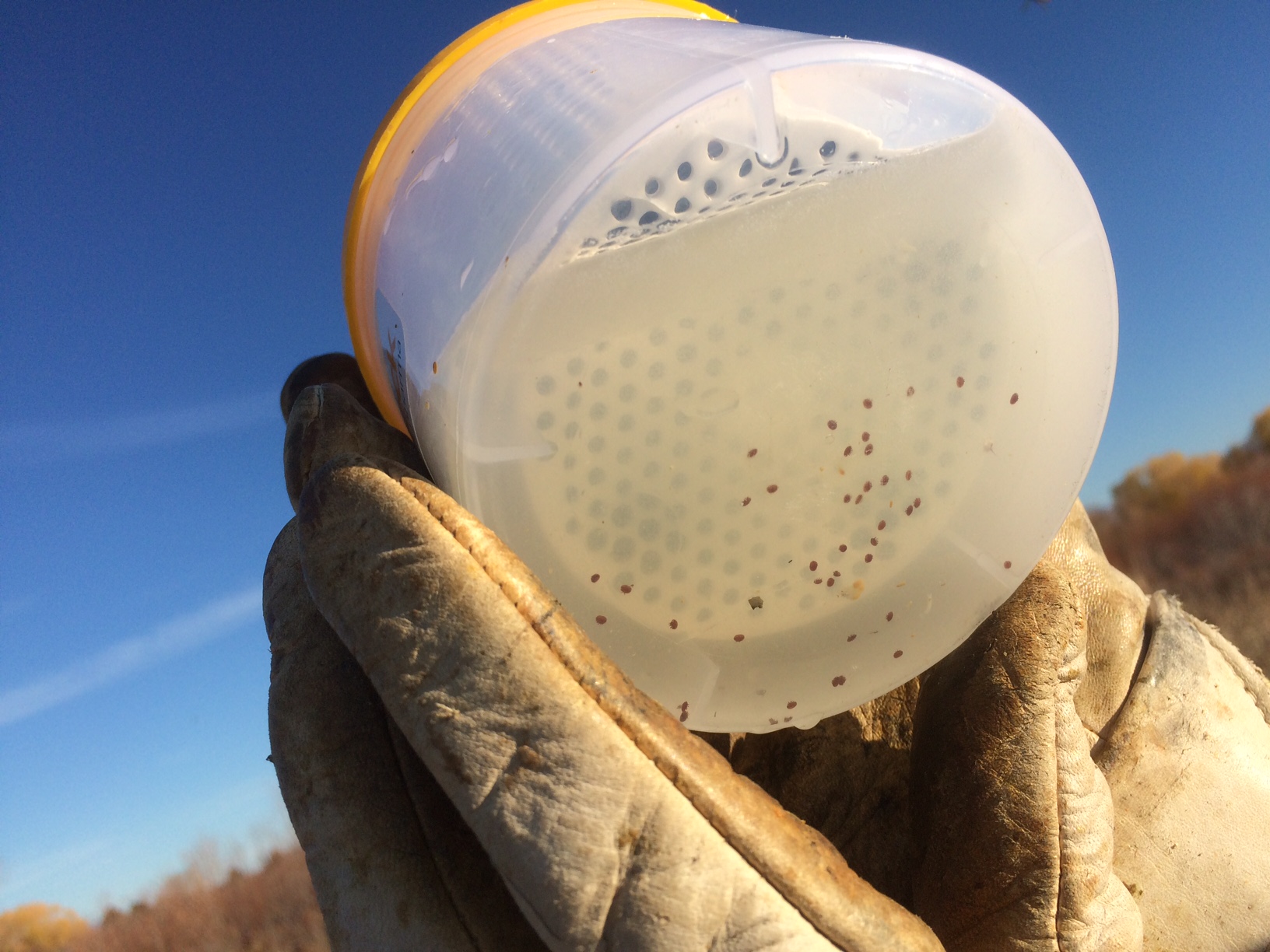 Varroa EasyCheck: now available in a "3 in 1" version - Veto Pharma Blog