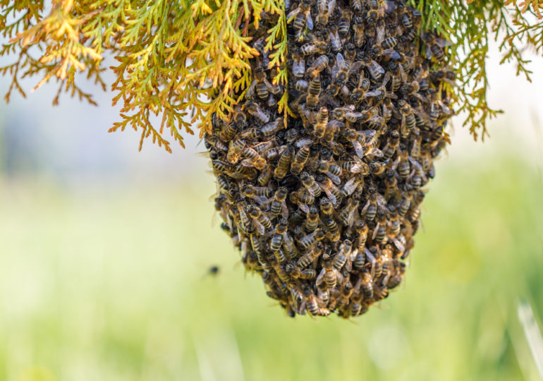 Swarm warning: the reproduction cycle - Veto Pharma Blog