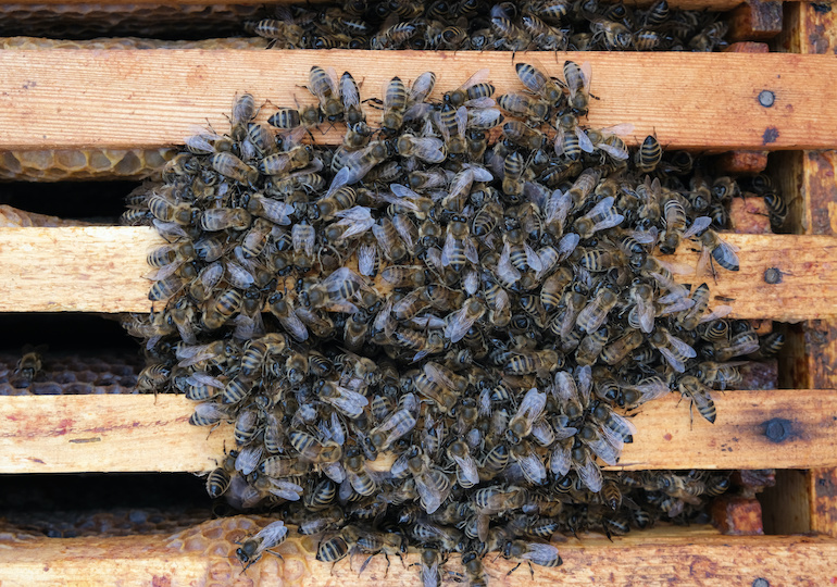 Together for better: how honey bees stay healthy and survive the cold ...