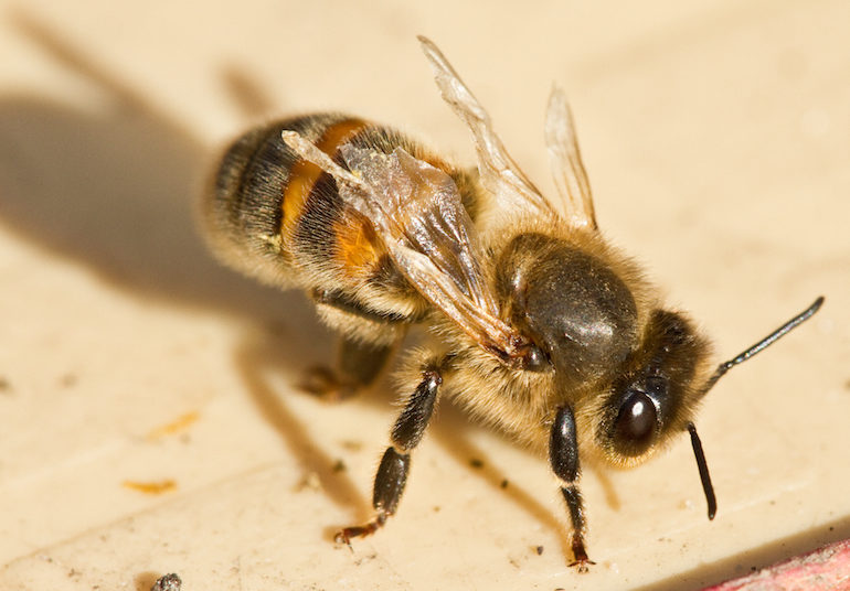 Deformed Wing Virus (DWV-B): the deadly variant threatening honey bees ...