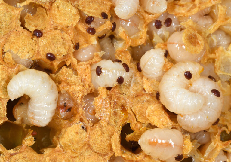 Quiz Lutte Intégrée Varroa - Un quiz de Véto-pharma