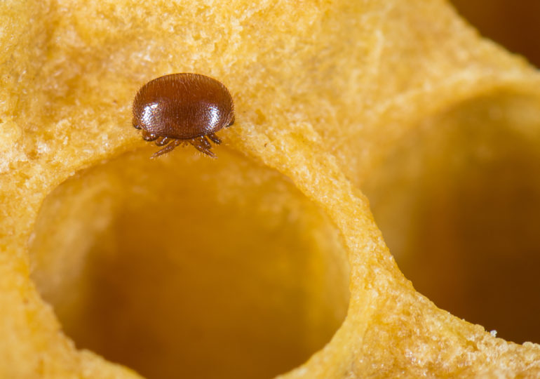 A behind-the-scene look at varroa mite treatments - Veto Pharma Blog