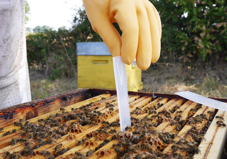 Want an extra boost for your Apivar efficacy? It’s all about scraping ...