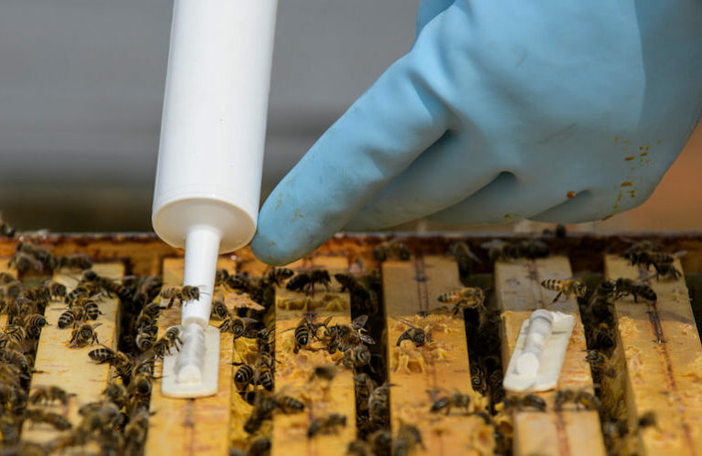 5 Reasons Why Amiflex Varroa Mite Treatment Is Easy to Use