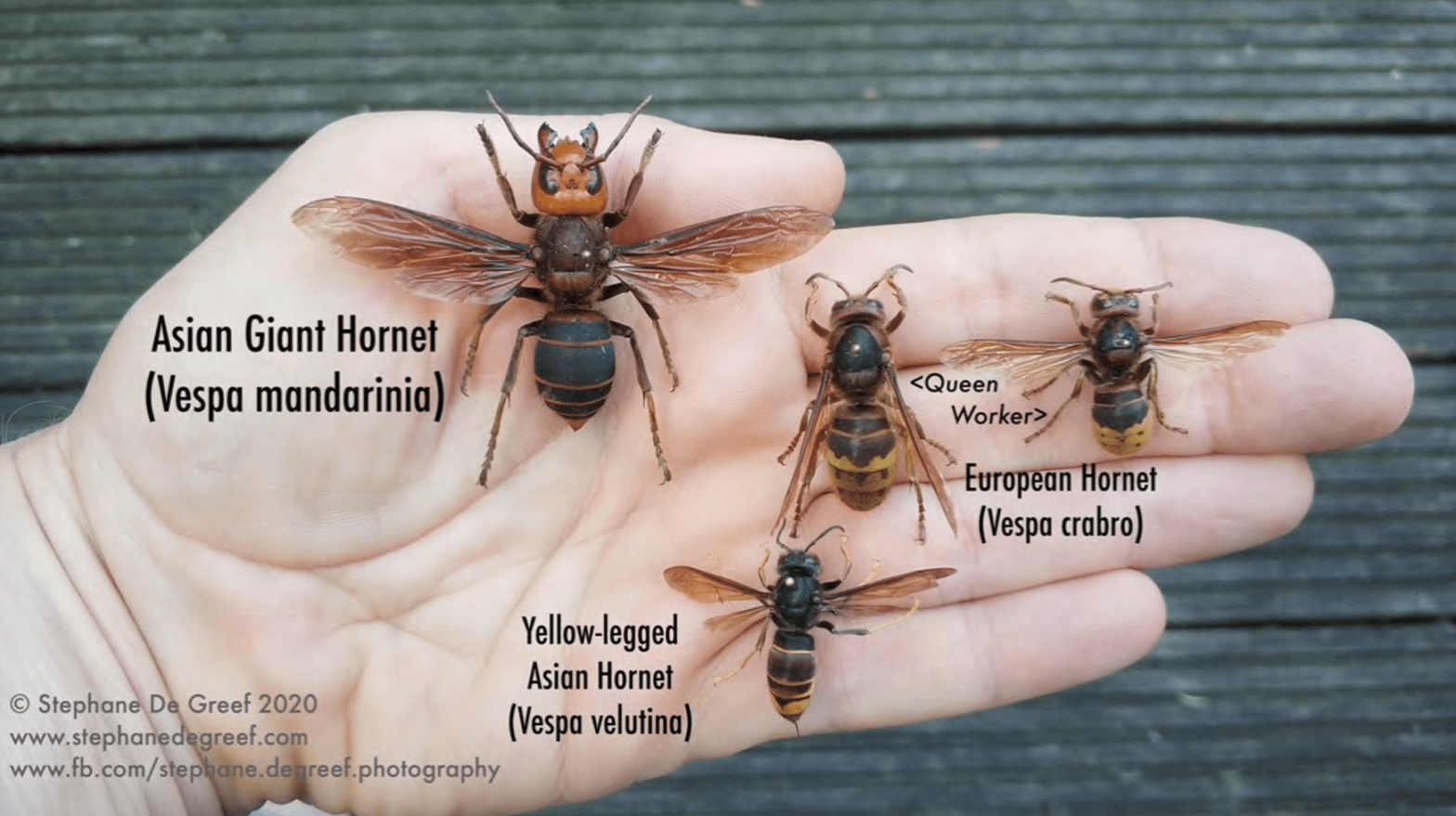The Unwelcome Guest: Introducing the Yellow-legged hornet to America ...