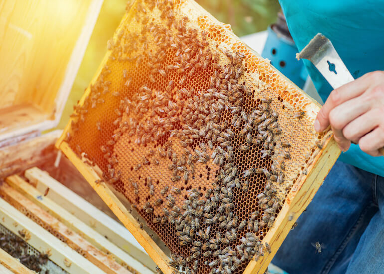 How to effectively manage residues from Varroa treatment - Veto Pharma Blog