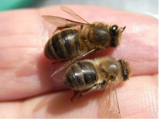 MegaBee: Protein supplement to improve bee longevity - Veto Pharma Blog