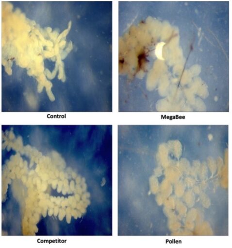 MegaBee: Protein supplement to improve bee longevity - Veto Pharma Blog