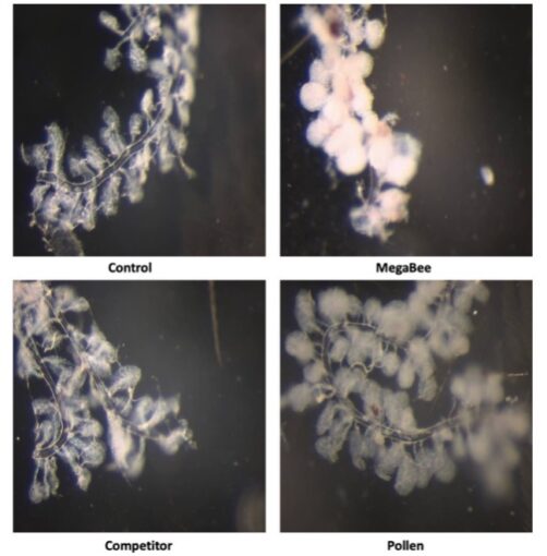 MegaBee: Protein supplement to improve bee longevity - Veto Pharma Blog
