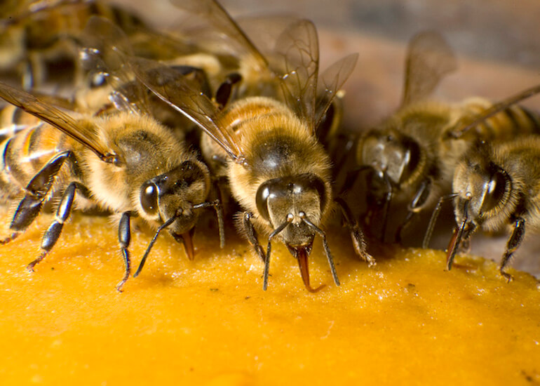 MegaBee: Suplemento proteico para mejorar la longevidad de las abejas ...