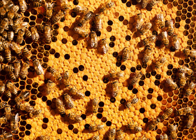 MegaBee : Renforcer la santé et la longévité de vos abeilles - Blog ...