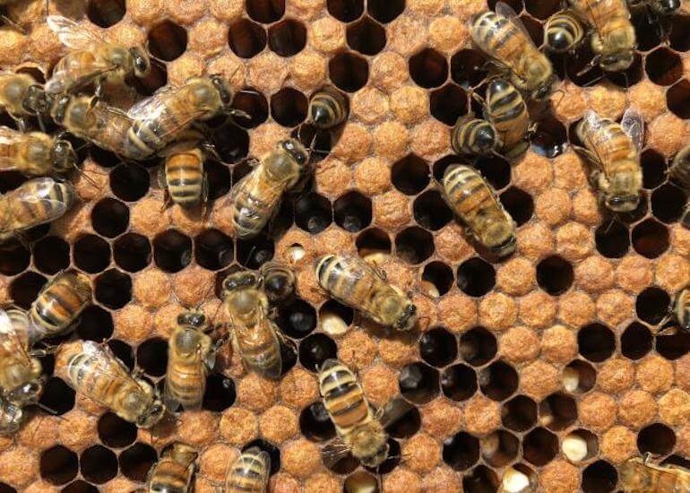 Clinical Case: Honey Bee Brood Disease - Veto Pharma Blog