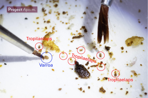 Tropilaelaps mites: the big beekeeping challenge - Veto Pharma Blog