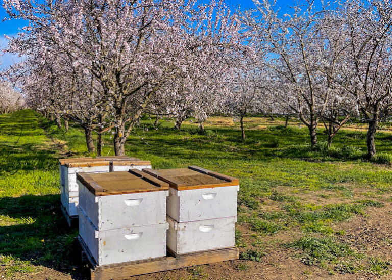 Almond pollination: challenges, benefits, and best practices for bees ...