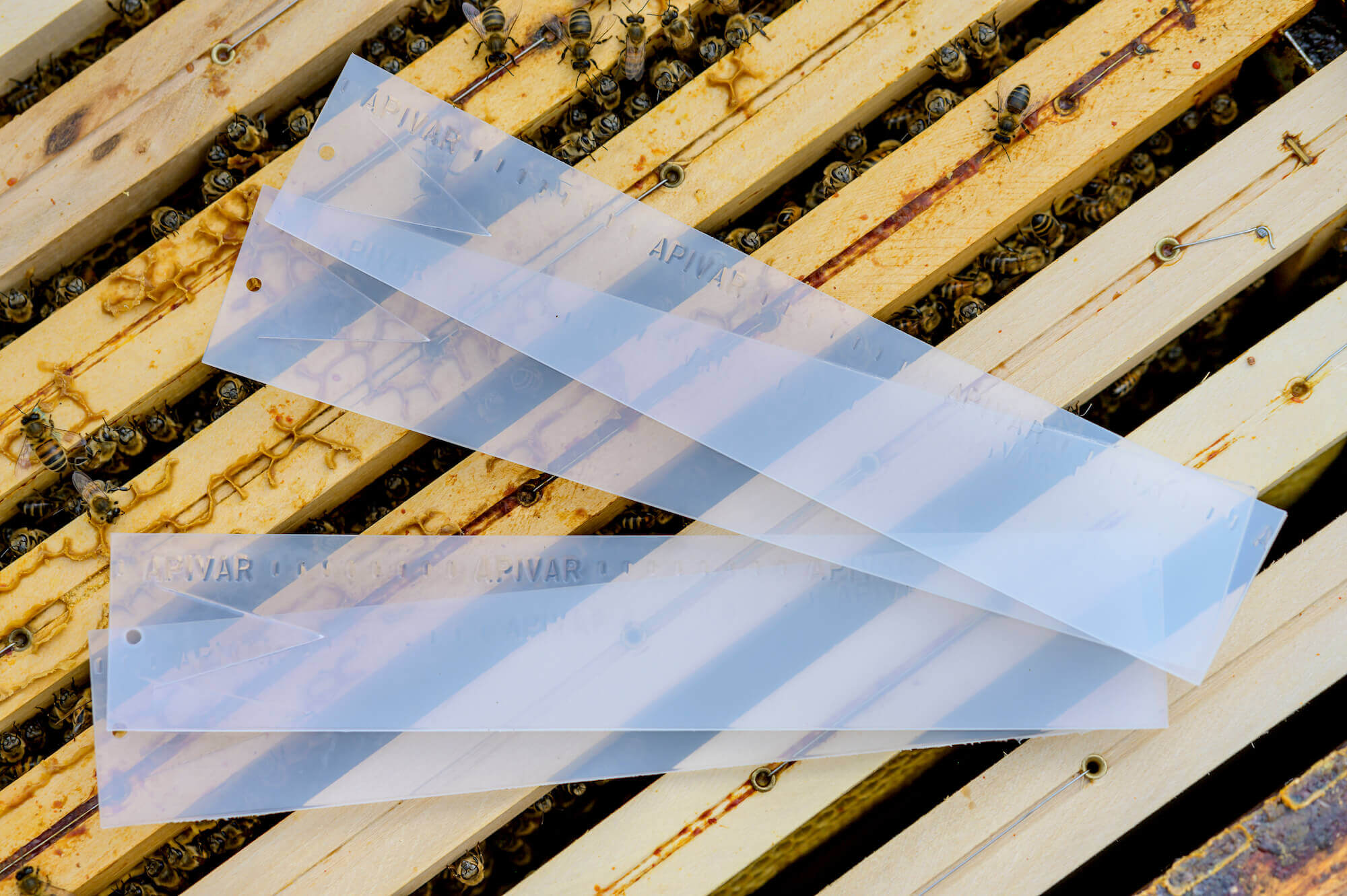 Traitement Varroa : Nouveaux formats Apivar® et nouvelle pré-découpe ...