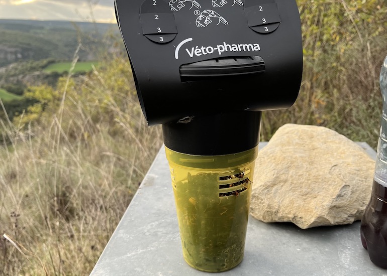 Selective trap for Asian hornet shows promising results - Veto Pharma Blog