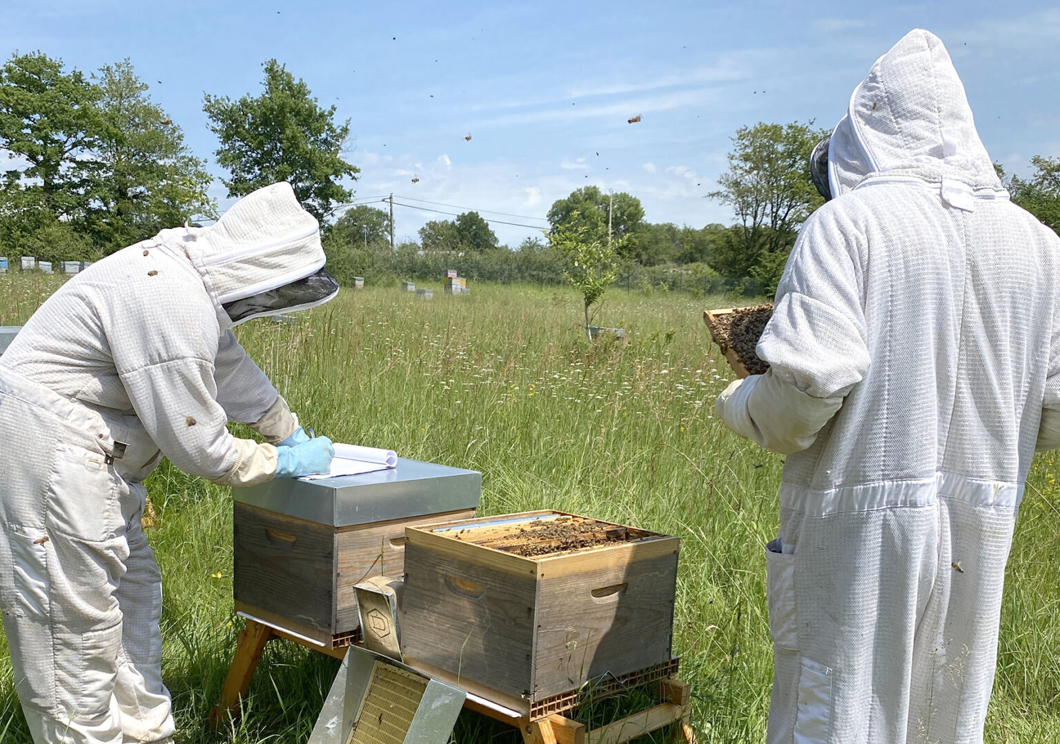 How trials are conducted at the Véto-pharma apiary - Veto Pharma Blog